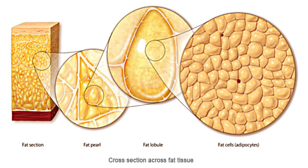The Real Difference Between Muscle and Fat, And It's Importance