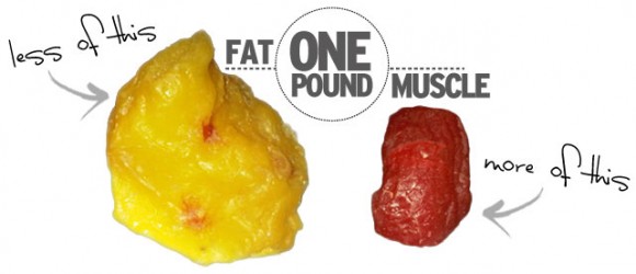 The Real Difference Between Muscle and Fat, And It's Importance