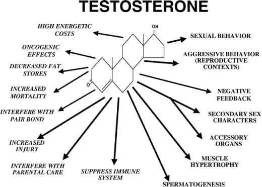 All The facts you need to know about Testosterone