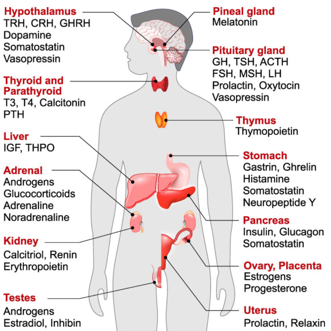 All about andropause (low testosterone) from the Wikipedia Encyclopedia